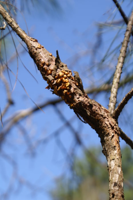 Fusiform Rust of Pines | Texas Plant Disease Diagnostic Lab
