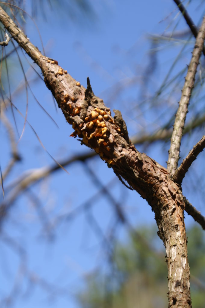 Fusiform Rust of Pines | Texas Plant Disease Diagnostic Lab